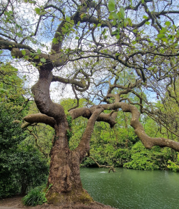 Inosculation – Battersea Park